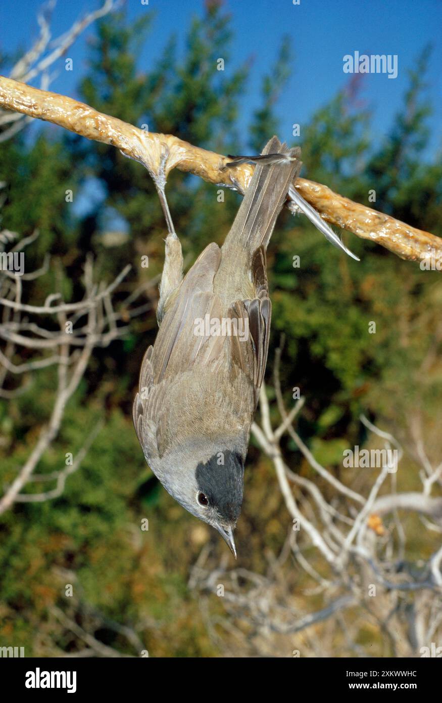 Stick animals hi-res stock photography and images - Alamy