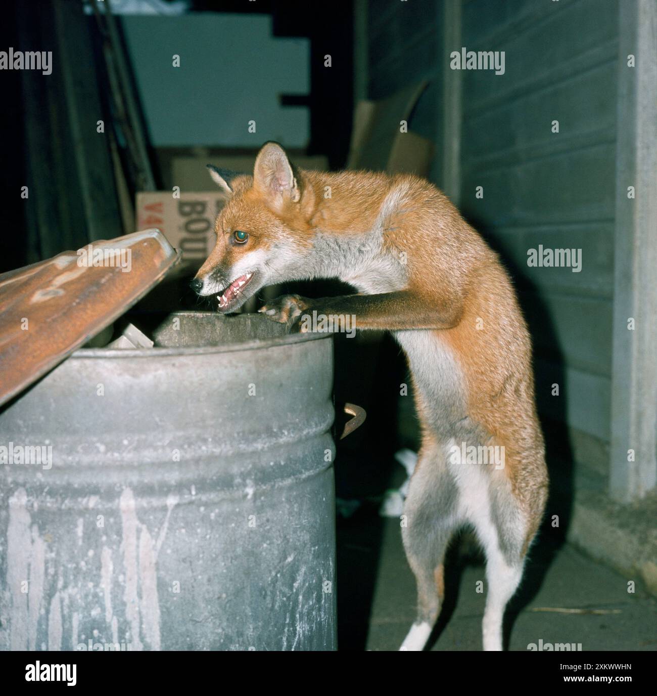 Red FOX - at dustbin Stock Photo - Alamy