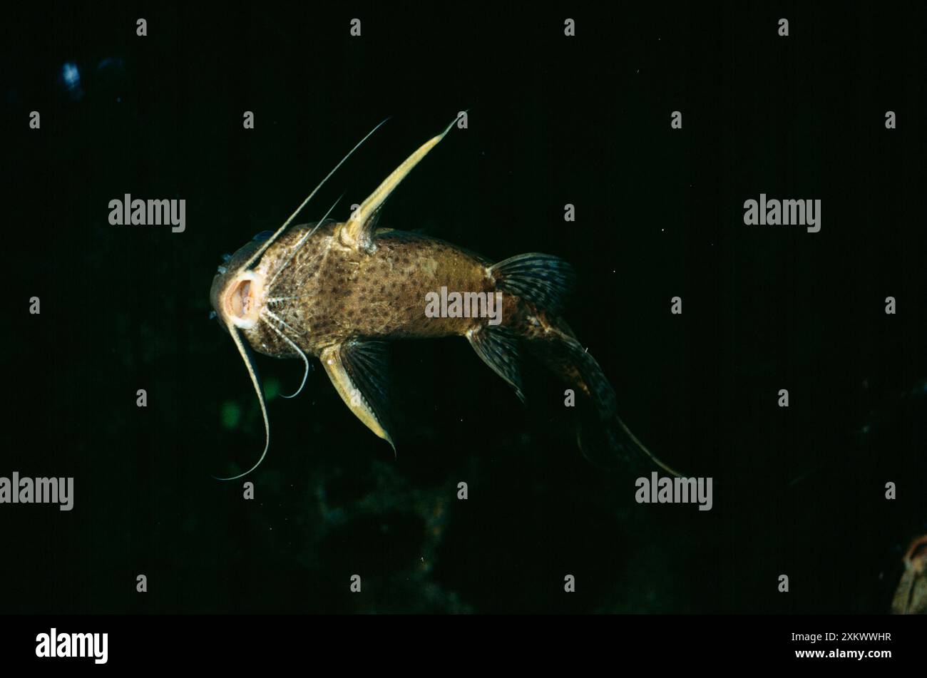 Clarias catfish hi-res stock photography and images - Alamy