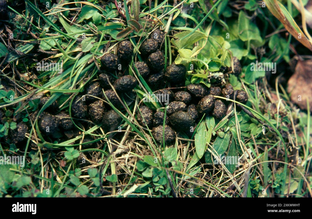 Droppings hi-res stock photography and images - Alamy