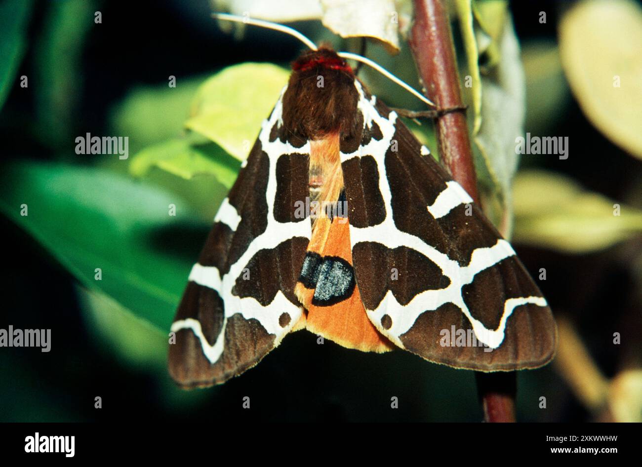 The garden tiger moth hi-res stock photography and images - Alamy