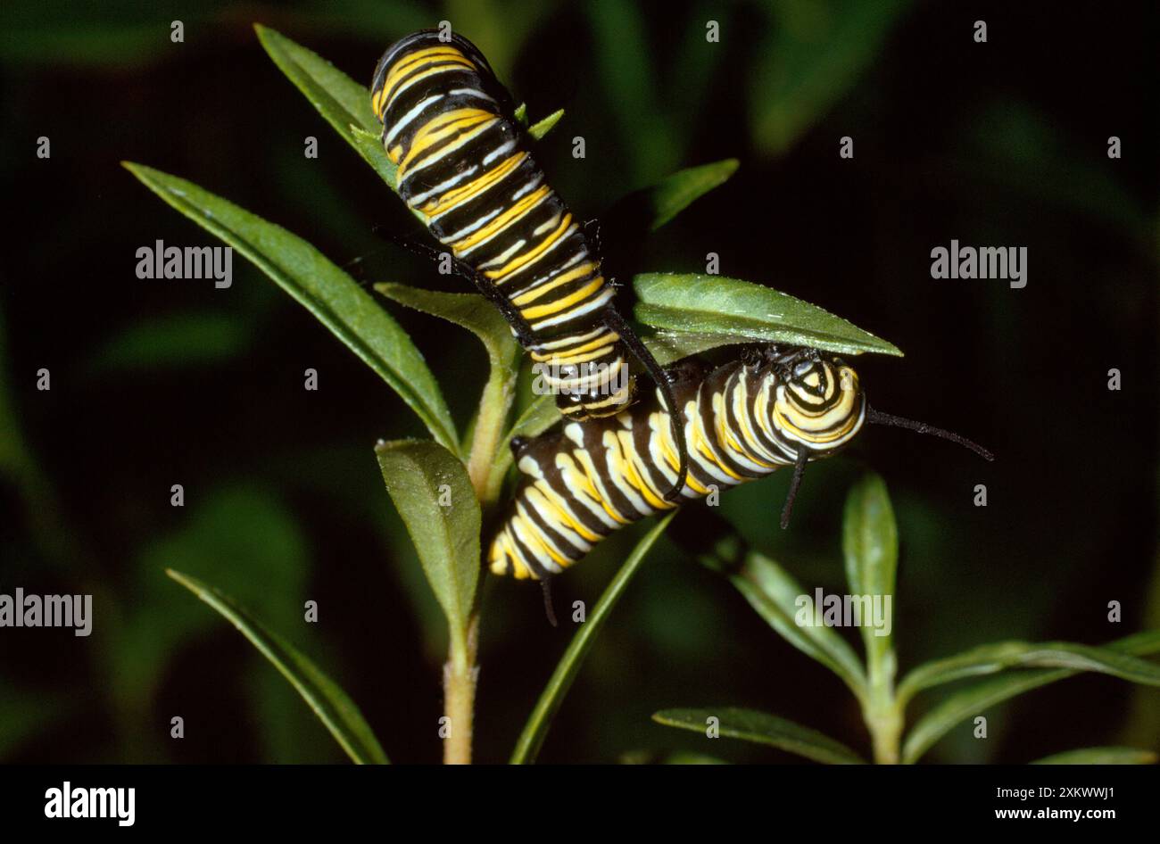 Wanderer / Monarch / Milkweed Butterfly - caterpillar Stock Photo - Alamy