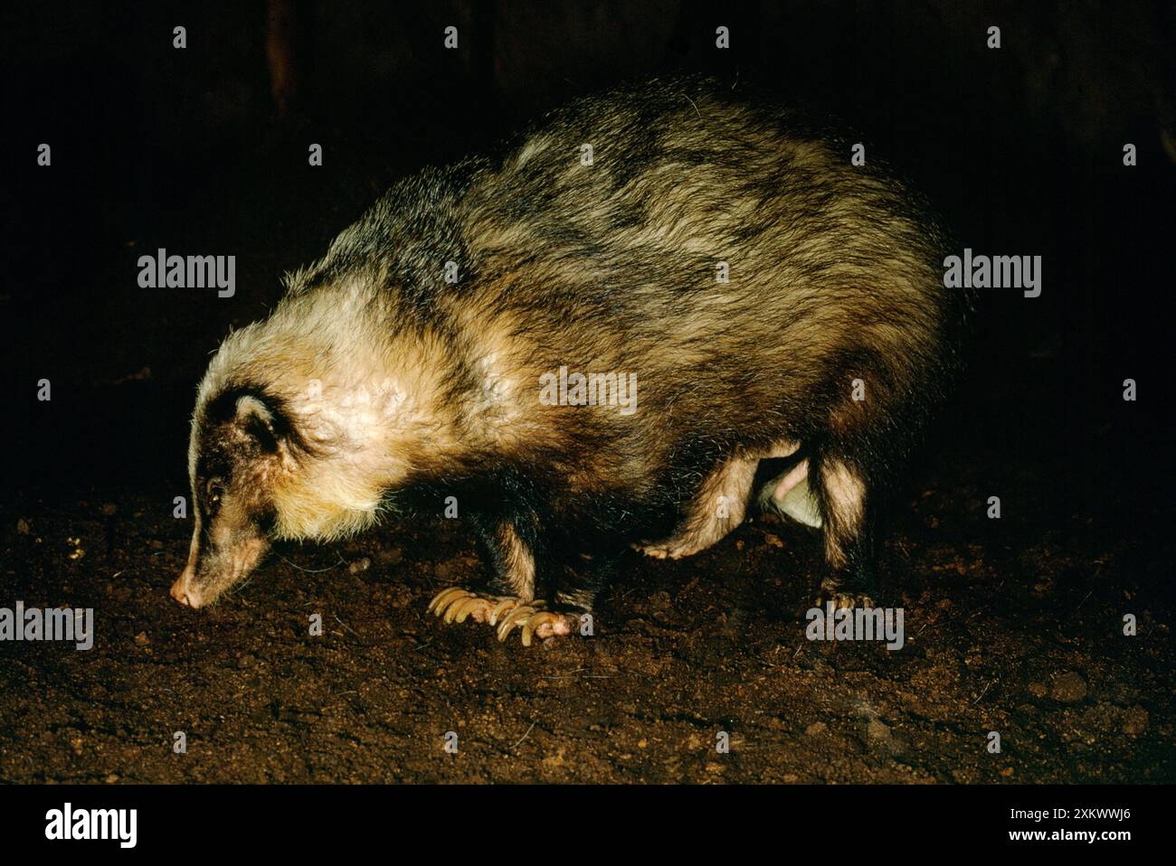 Asian badger hi-res stock photography and images - Alamy