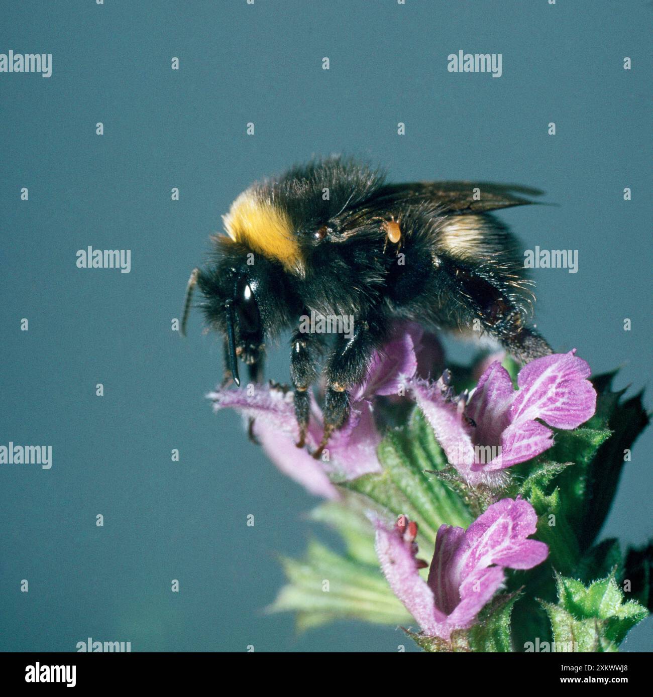 Bumblebee - showing parasitic mite Stock Photo - Alamy