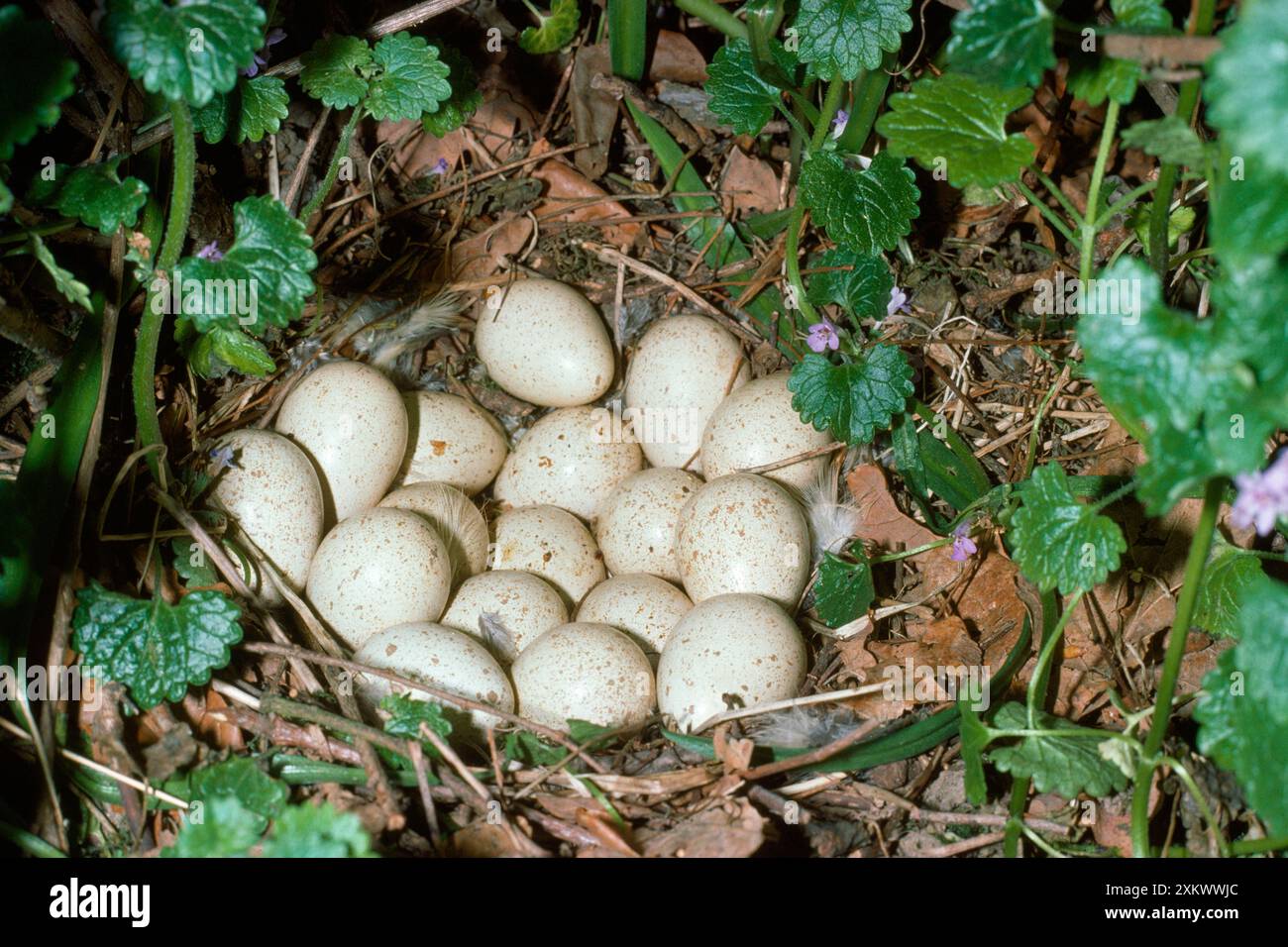 Red-leggd Partridge - nest with eggs Stock Photo - Alamy