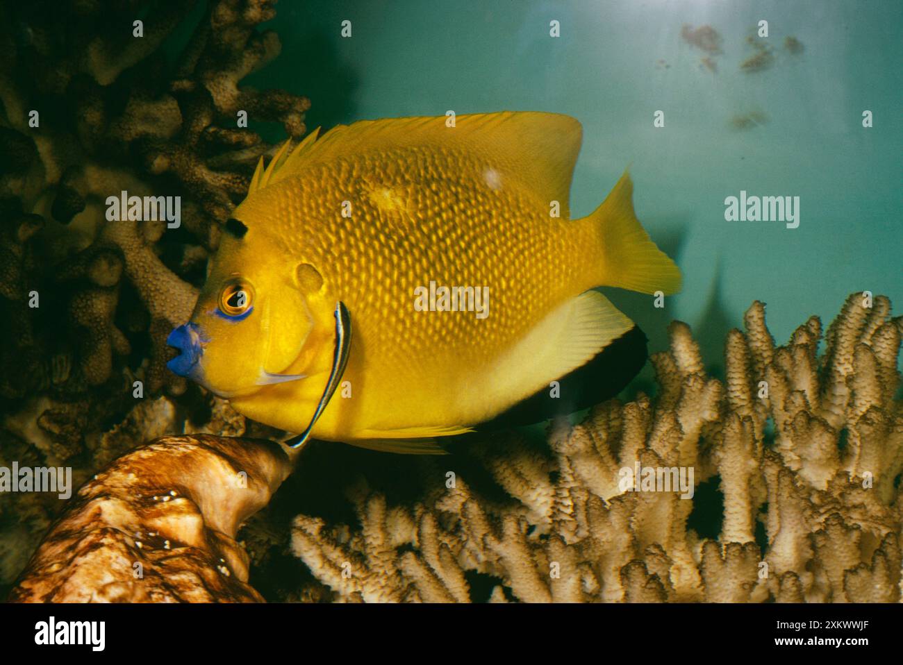 Cleaner Fish - Cleaning from Three Spot Angel Fish Stock Photo - Alamy