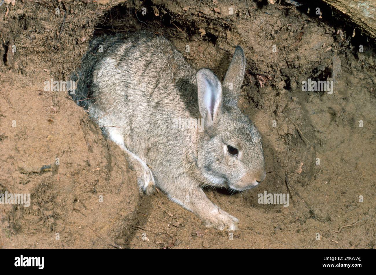 RABBIT - LEAVING BURROW Stock Photo - Alamy