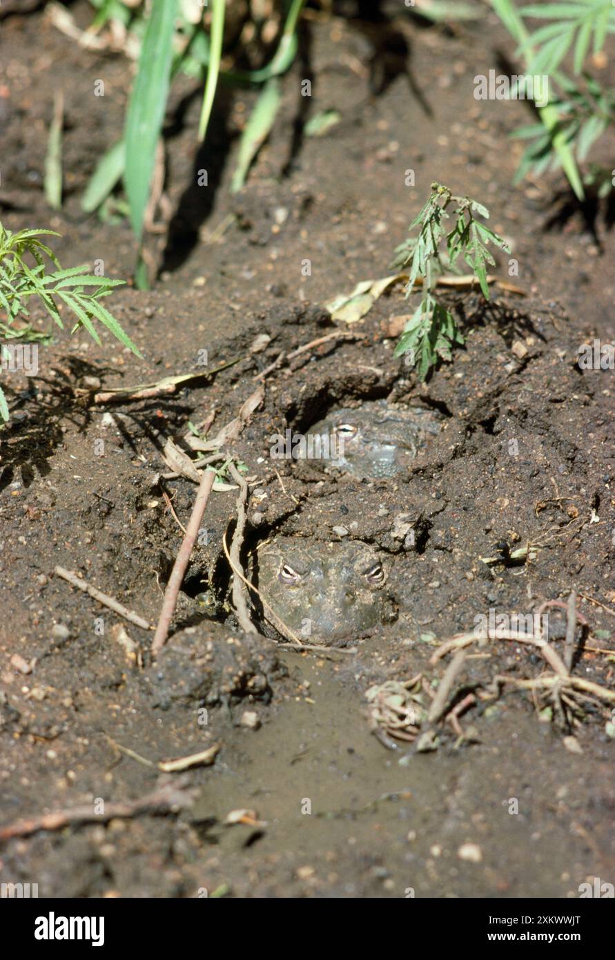 Buried frog hi-res stock photography and images - Alamy