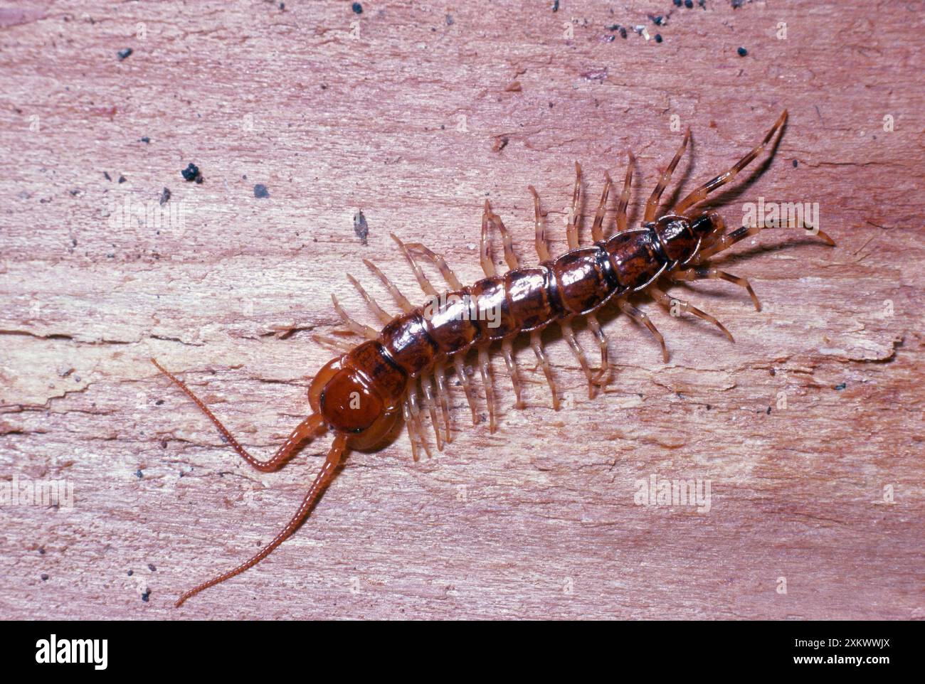 Centipede animals hi-res stock photography and images - Alamy