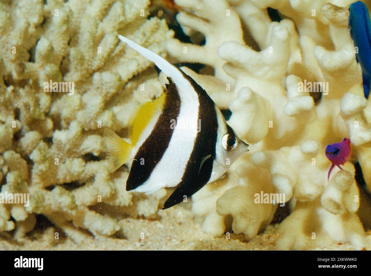 Coachman Fish / Long Fin Bannerfish / Poor Man's Stock Photo - Alamy
