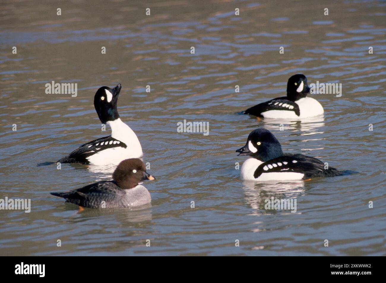 The four barrows hi-res stock photography and images - Alamy