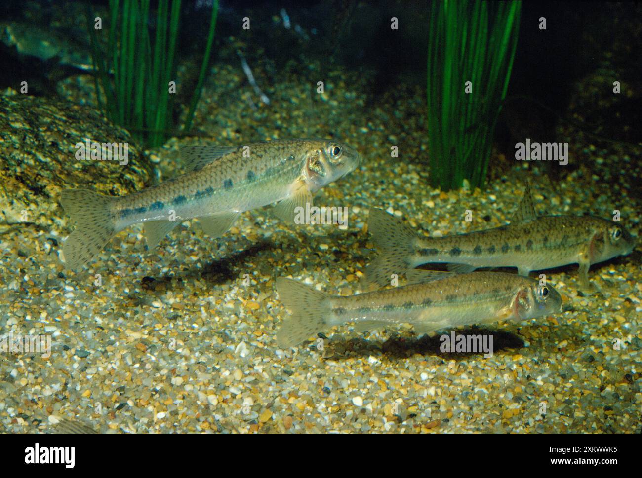 Spined Loach - freshwater Stock Photo - Alamy