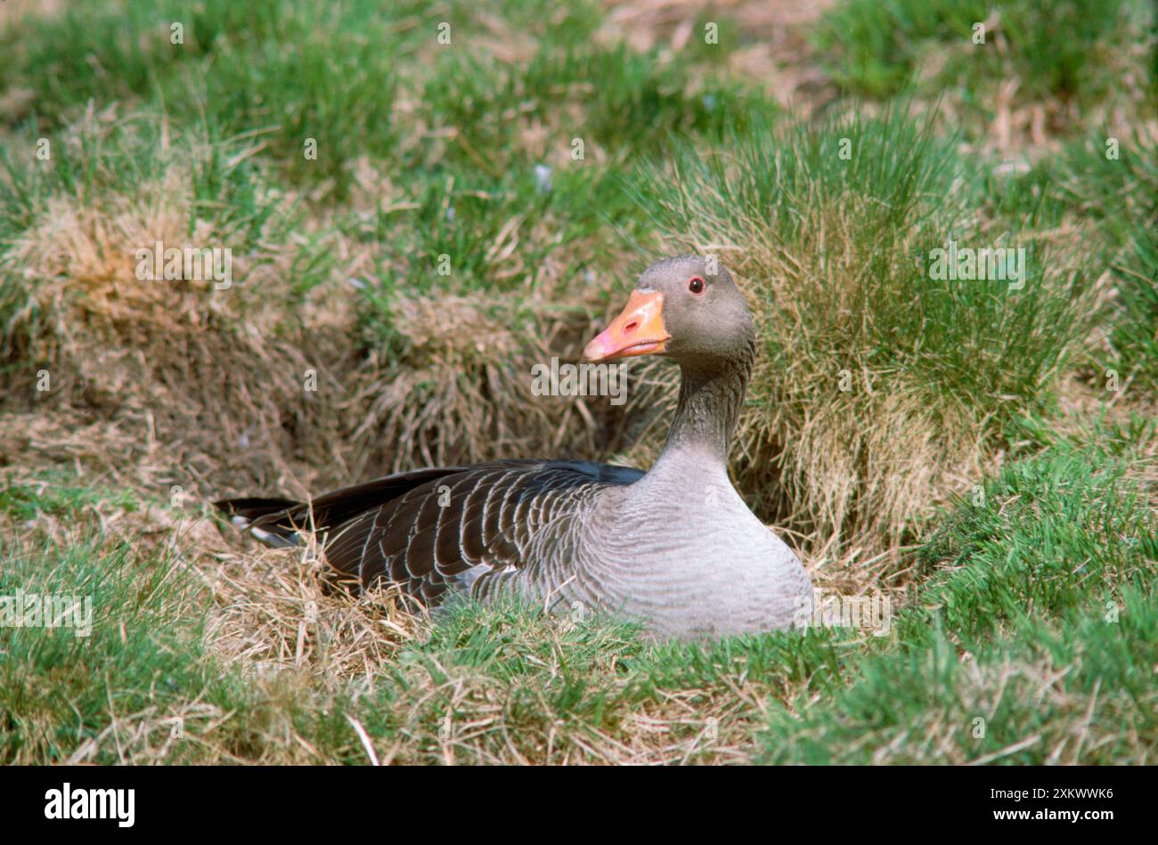 GREYLAG GOOSE - ON NEST Stock Photo - Alamy