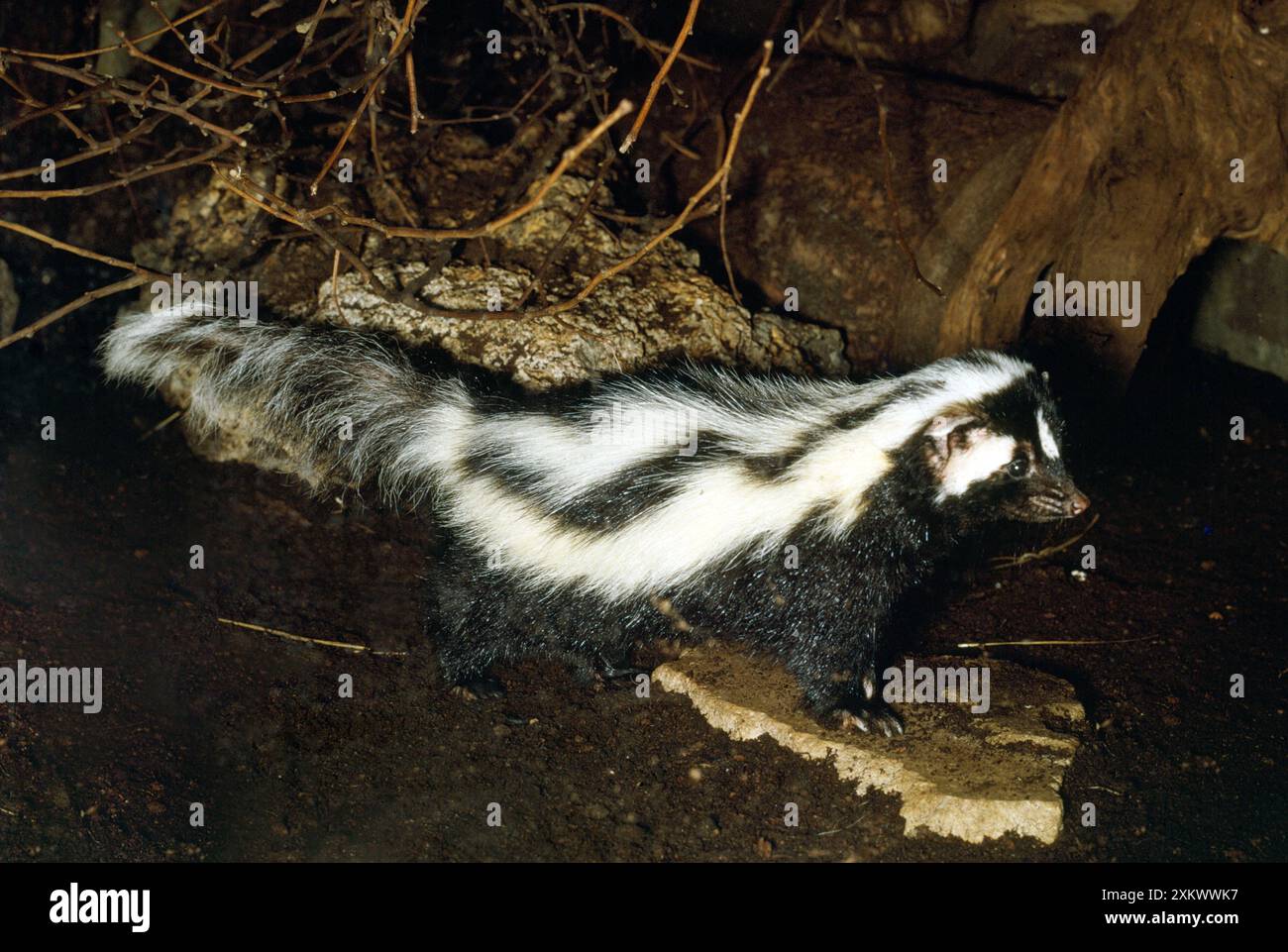 Zorilla polecat hi-res stock photography and images - Alamy