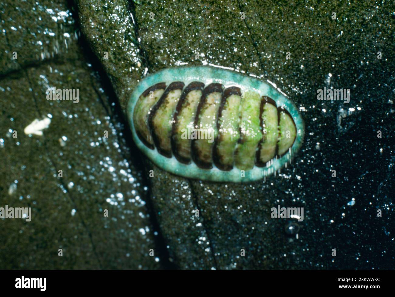 Coat of mail shell hi-res stock photography and images - Alamy