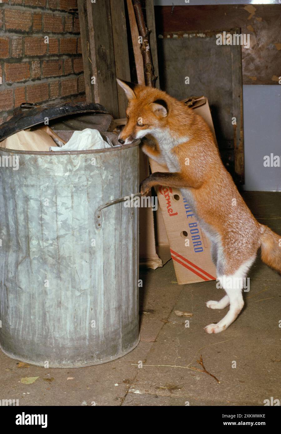Red FOX SCAVENGING - at dustbin Stock Photo - Alamy