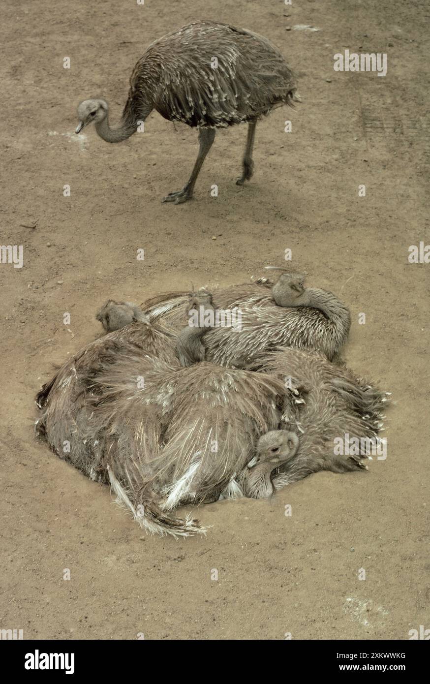 Darwin's / Lesser Rhea - Group resting in nest Stock Photo - Alamy