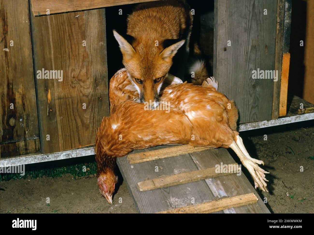 Chicken coop fox hi-res stock photography and images - Alamy