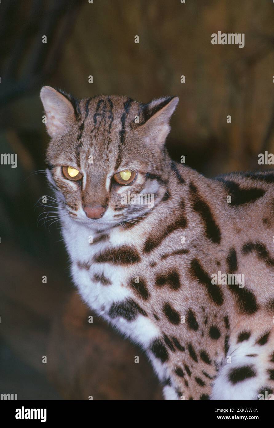 Leopard cat felis bengalensis hi-res stock photography and images - Alamy