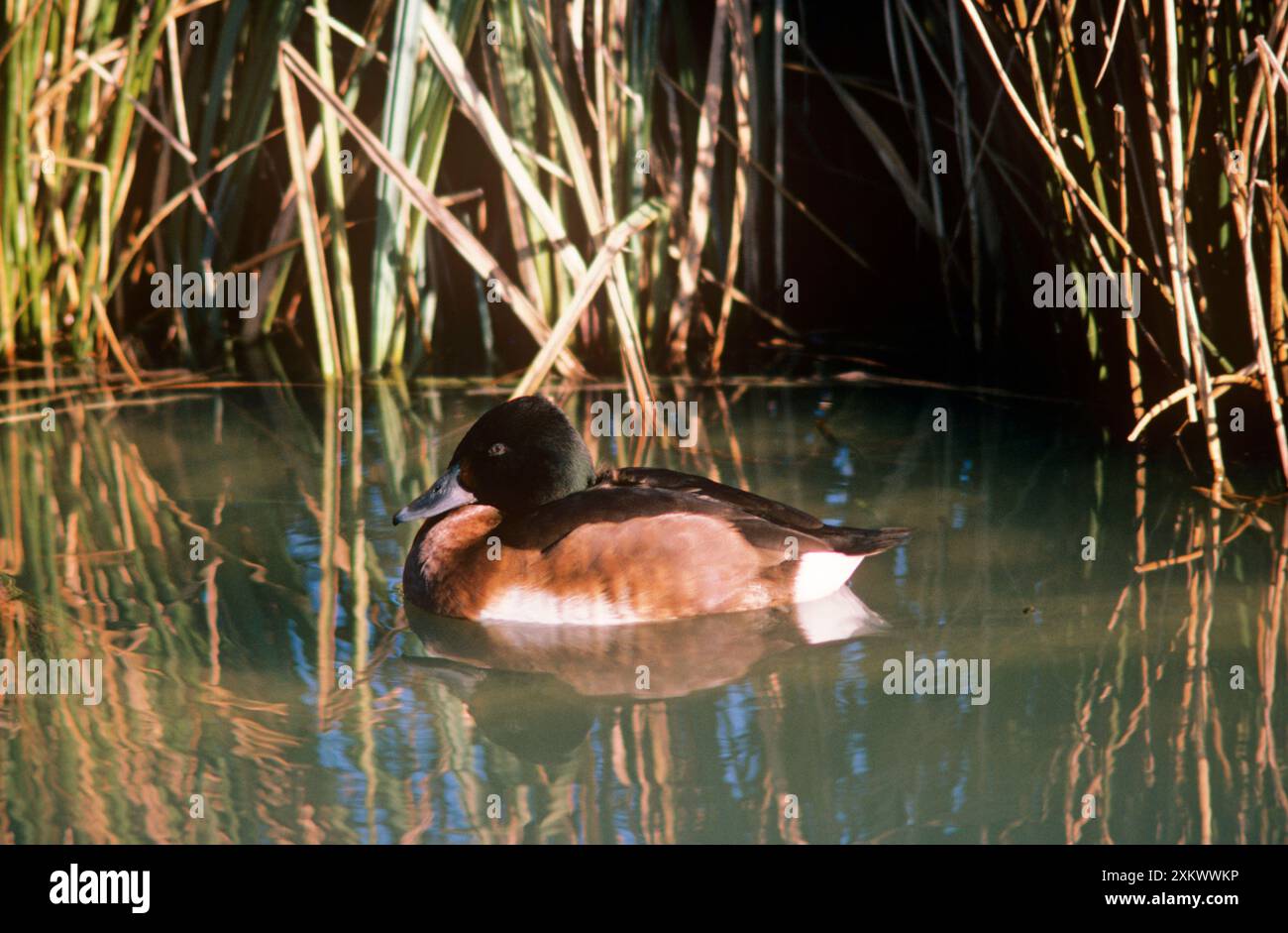 Baer's Pochard Duck Stock Photo - Alamy