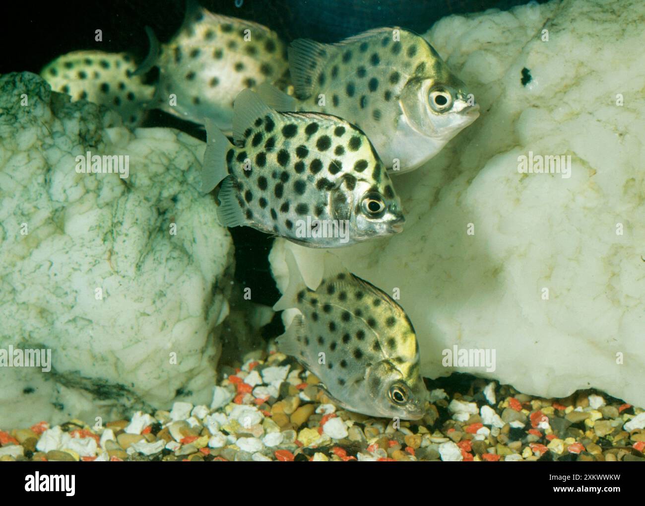 Asian spotted leopard hi-res stock photography and images - Alamy