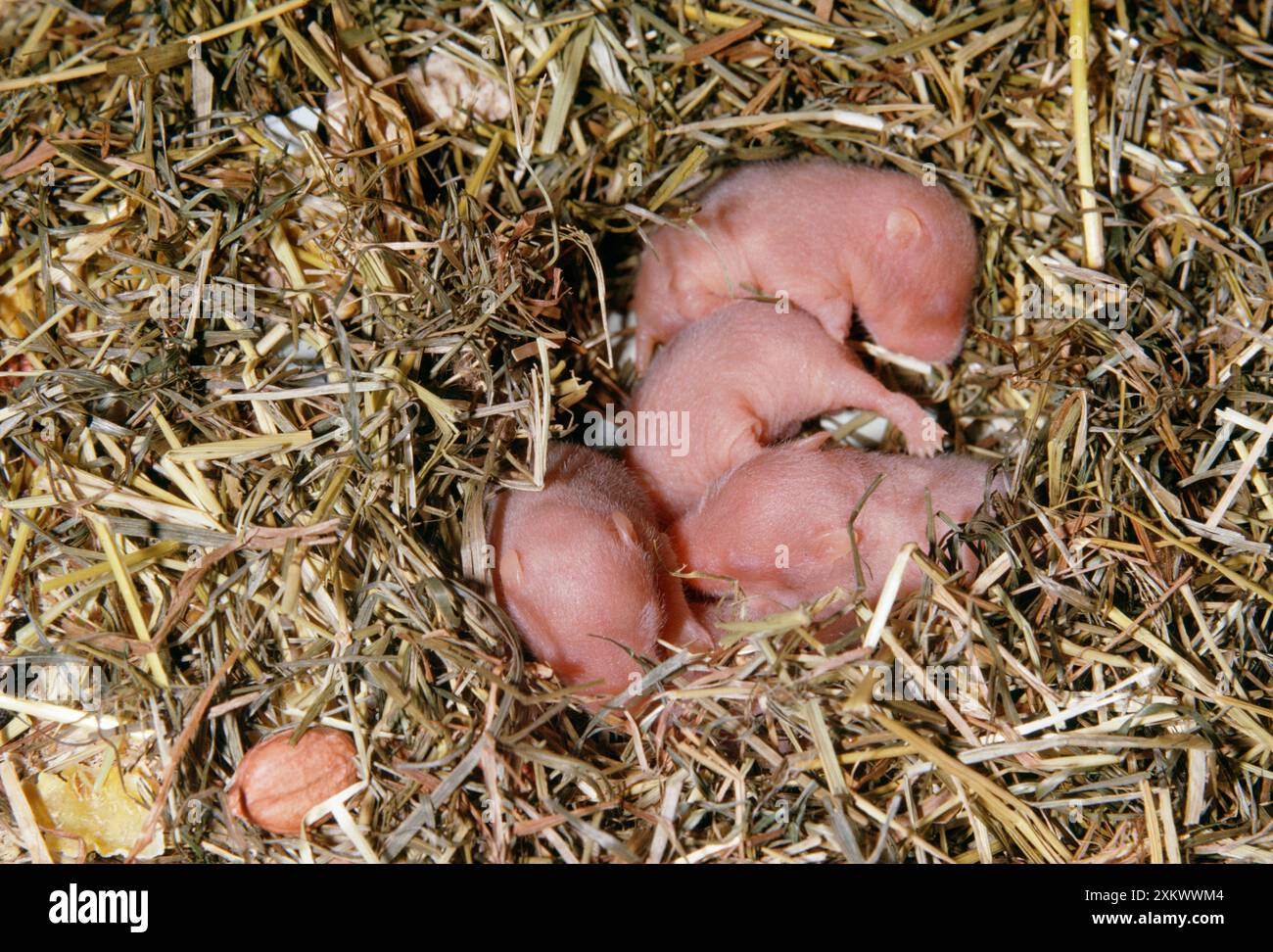 Syrian hamsters hi-res stock photography and images - Alamy