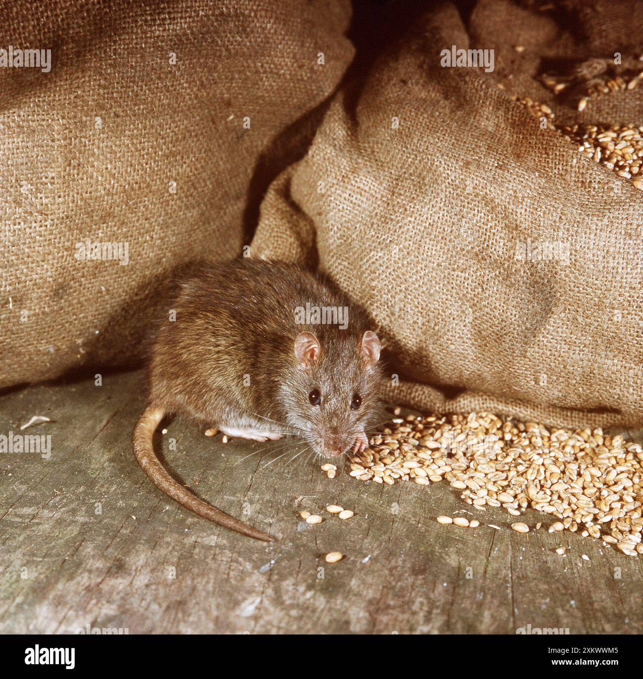 Brown / Norway / Common RAT - By bags of grain Stock Photo - Alamy