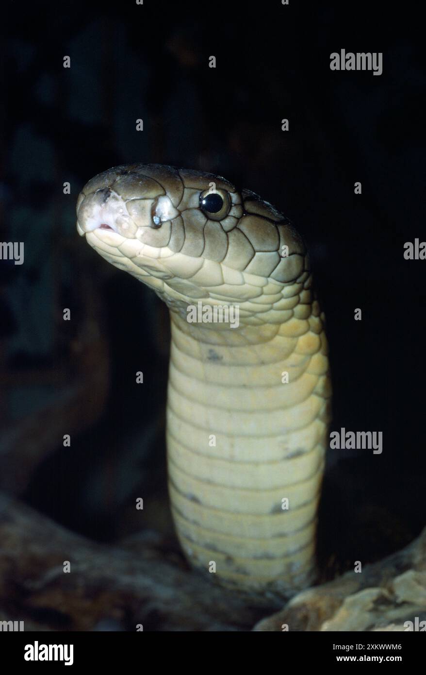 Cobra head hi-res stock photography and images - Alamy