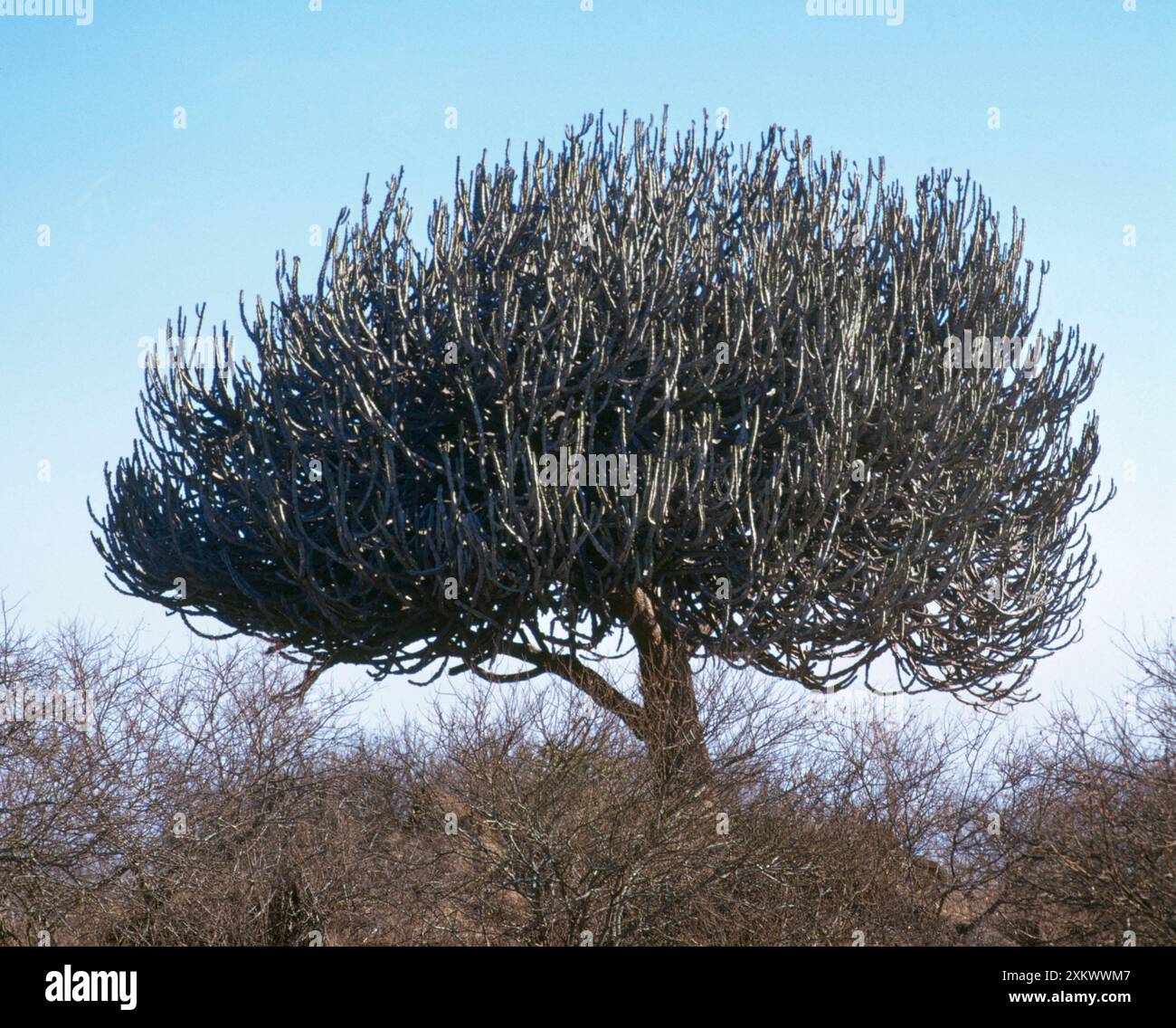 Pencil Cactus / Pencil Bush / Giant Euphorbia Tree Stock Photo - Alamy