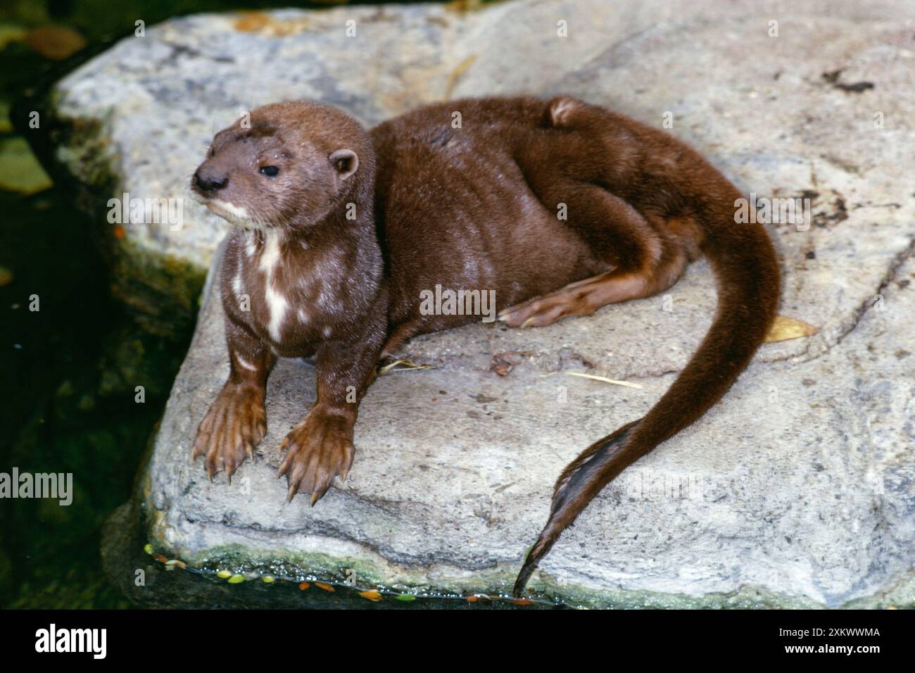 Spot / Spotted - Necked / Speckle - Throated OTTER Stock Photo - Alamy