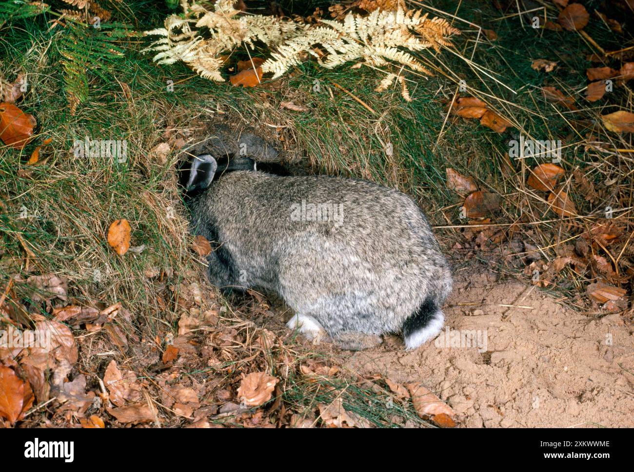 Rabbit nest burrow hi-res stock photography and images - Alamy