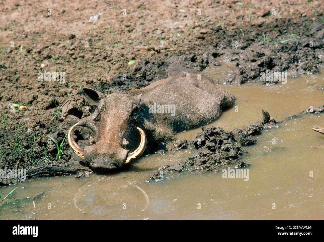 Warthog bathing in mud hi-res stock photography and images - Alamy