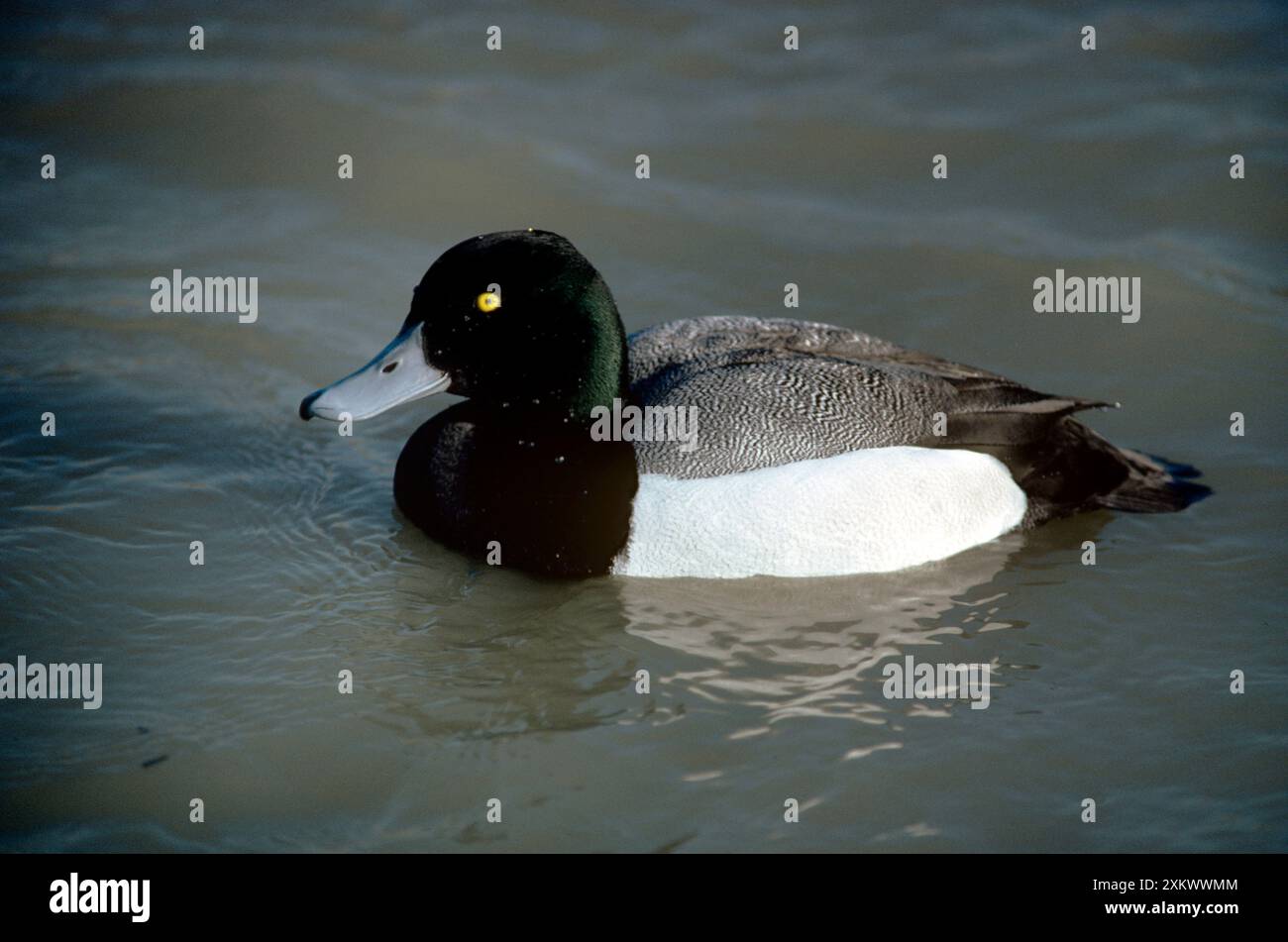Animal duck wildlife hi-res stock photography and images - Alamy