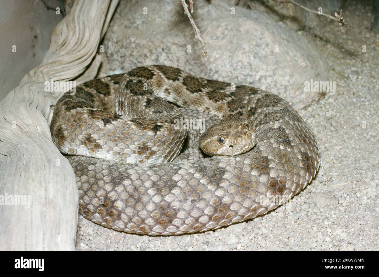 Poisonous reptiles hi-res stock photography and images - Alamy