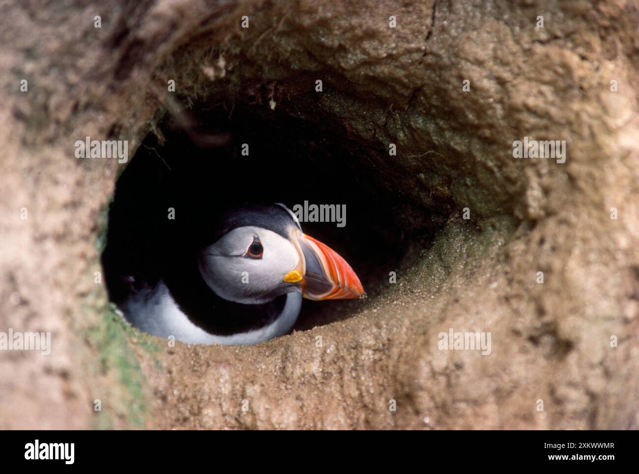 Puffin - in burrow Stock Photo - Alamy