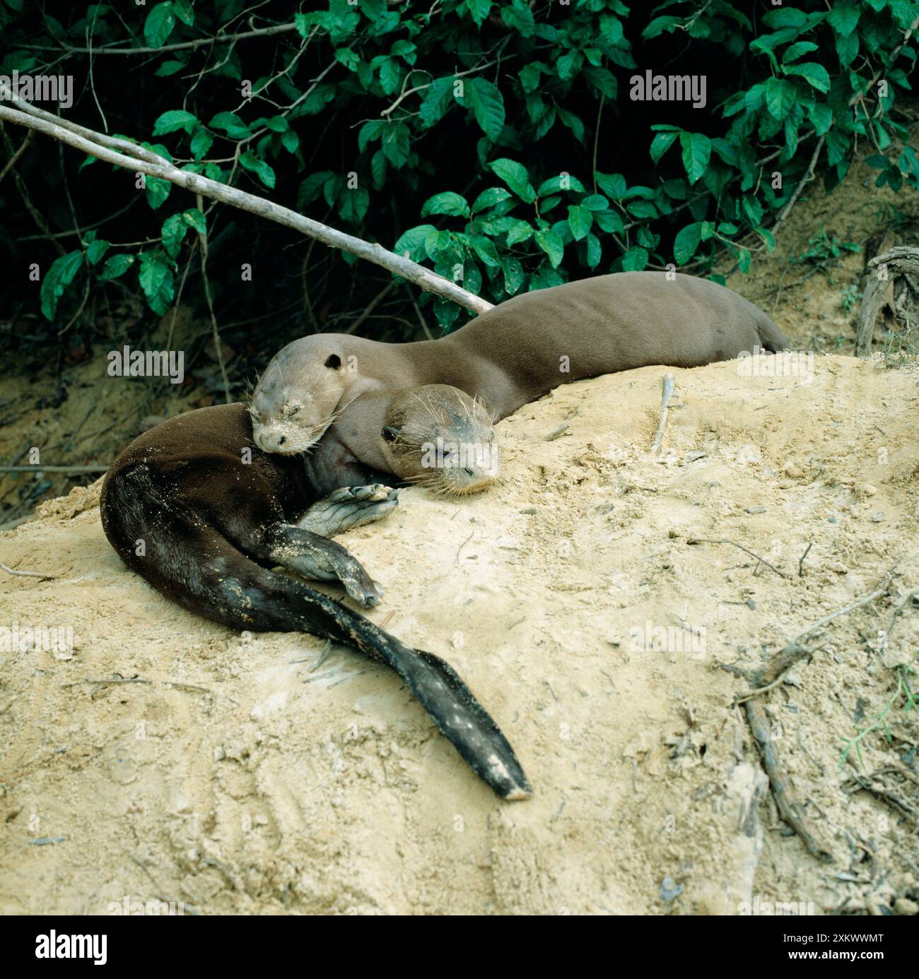 Giant otters webbed feet hi-res stock photography and images - Alamy