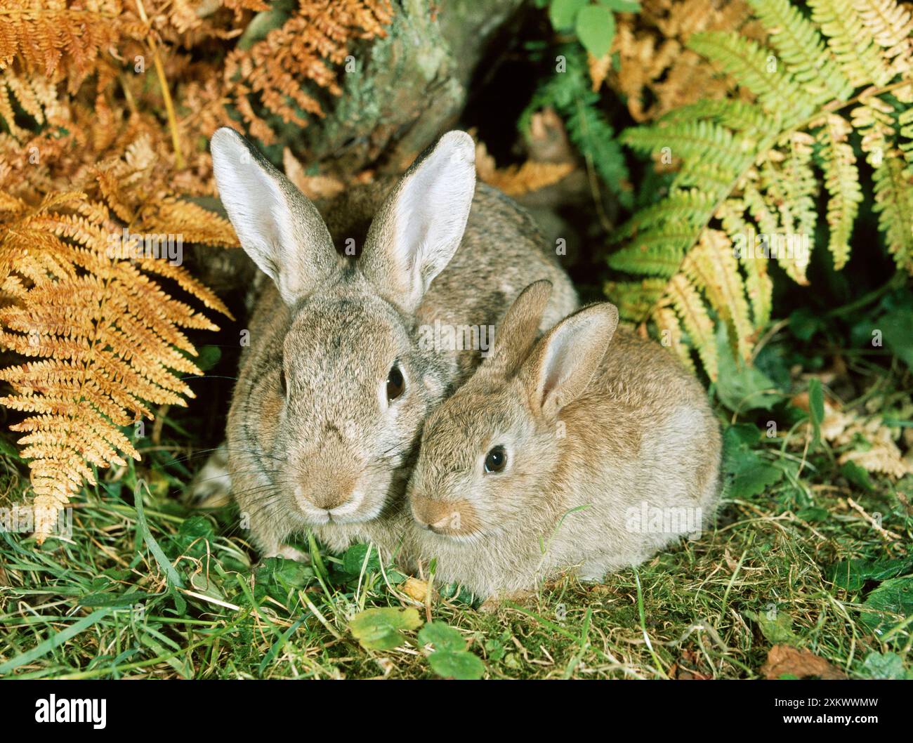 RABBIT - parent with young Stock Photo - Alamy
