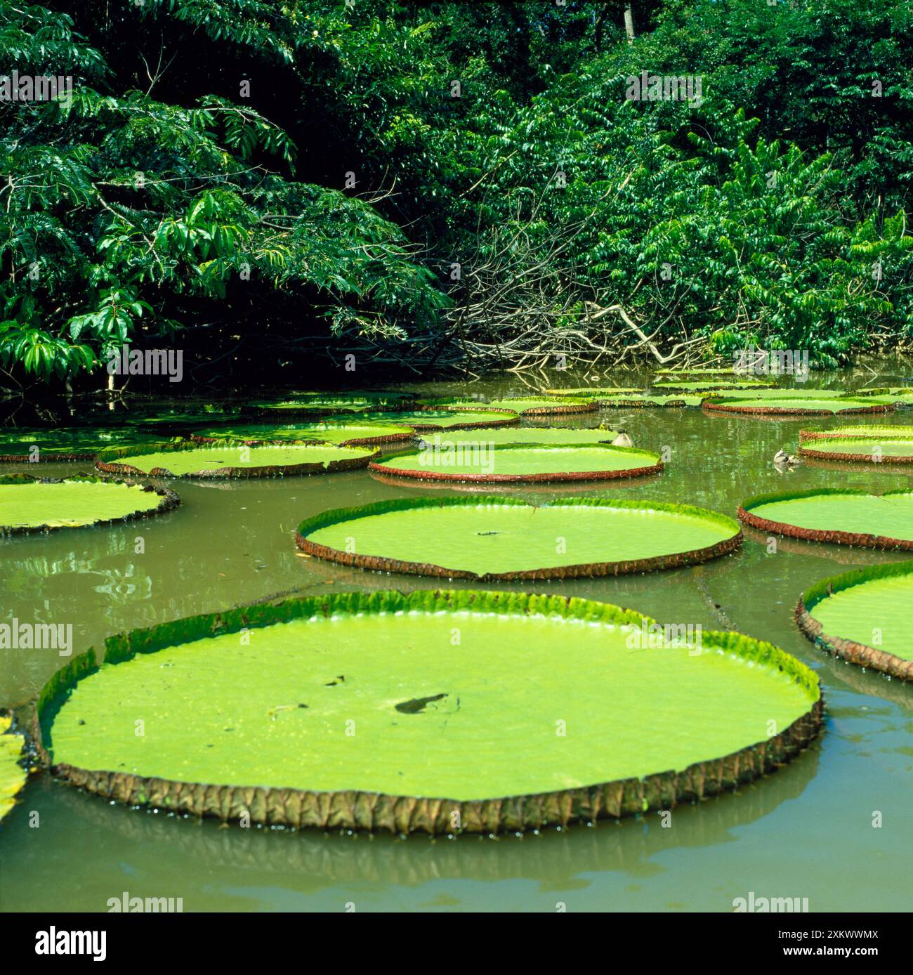 Giant Water Lily Stock Photo - Alamy