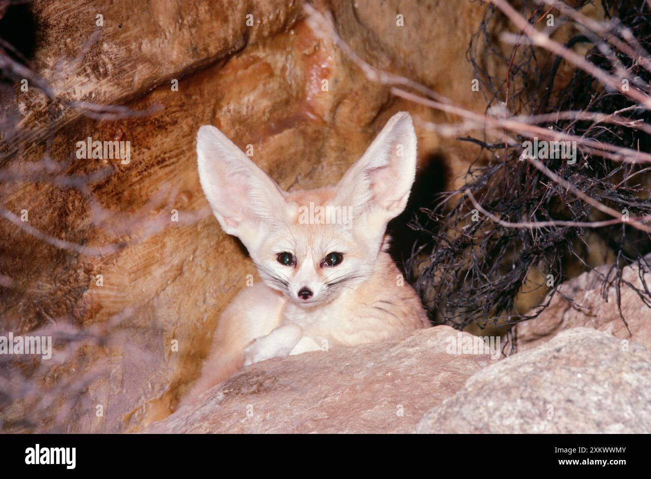 Arabian fox night hi-res stock photography and images - Alamy