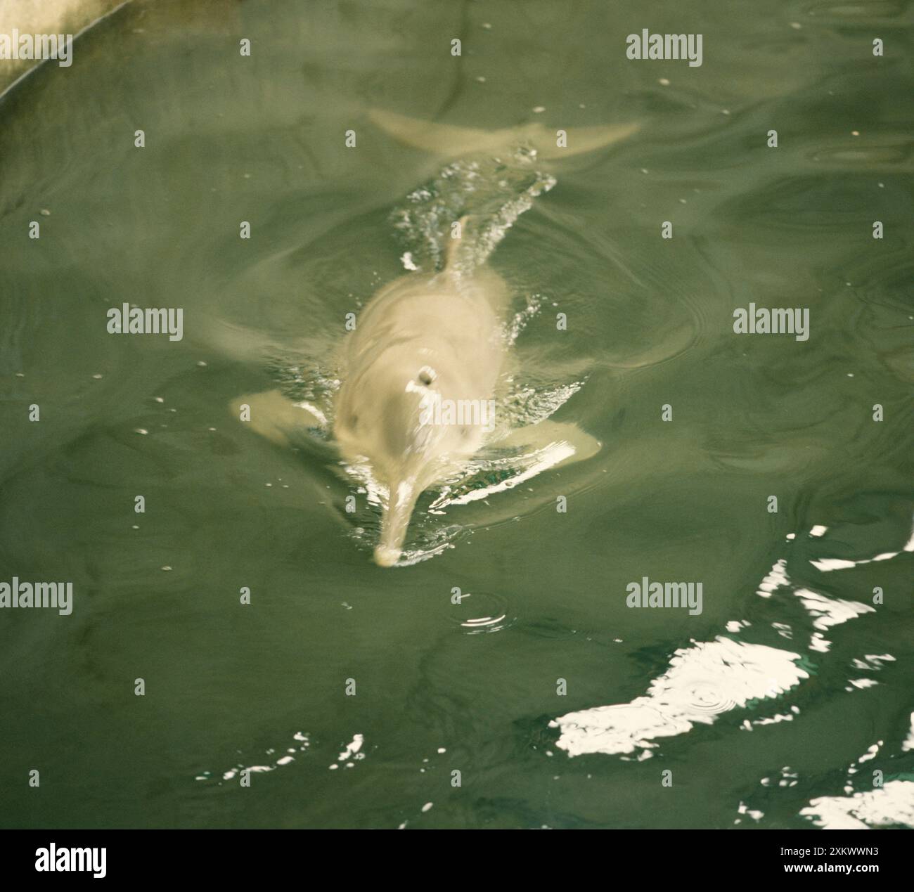 Baiji / Chinese River Dolphin / Yangtze River Dolphin Stock Photo - Alamy