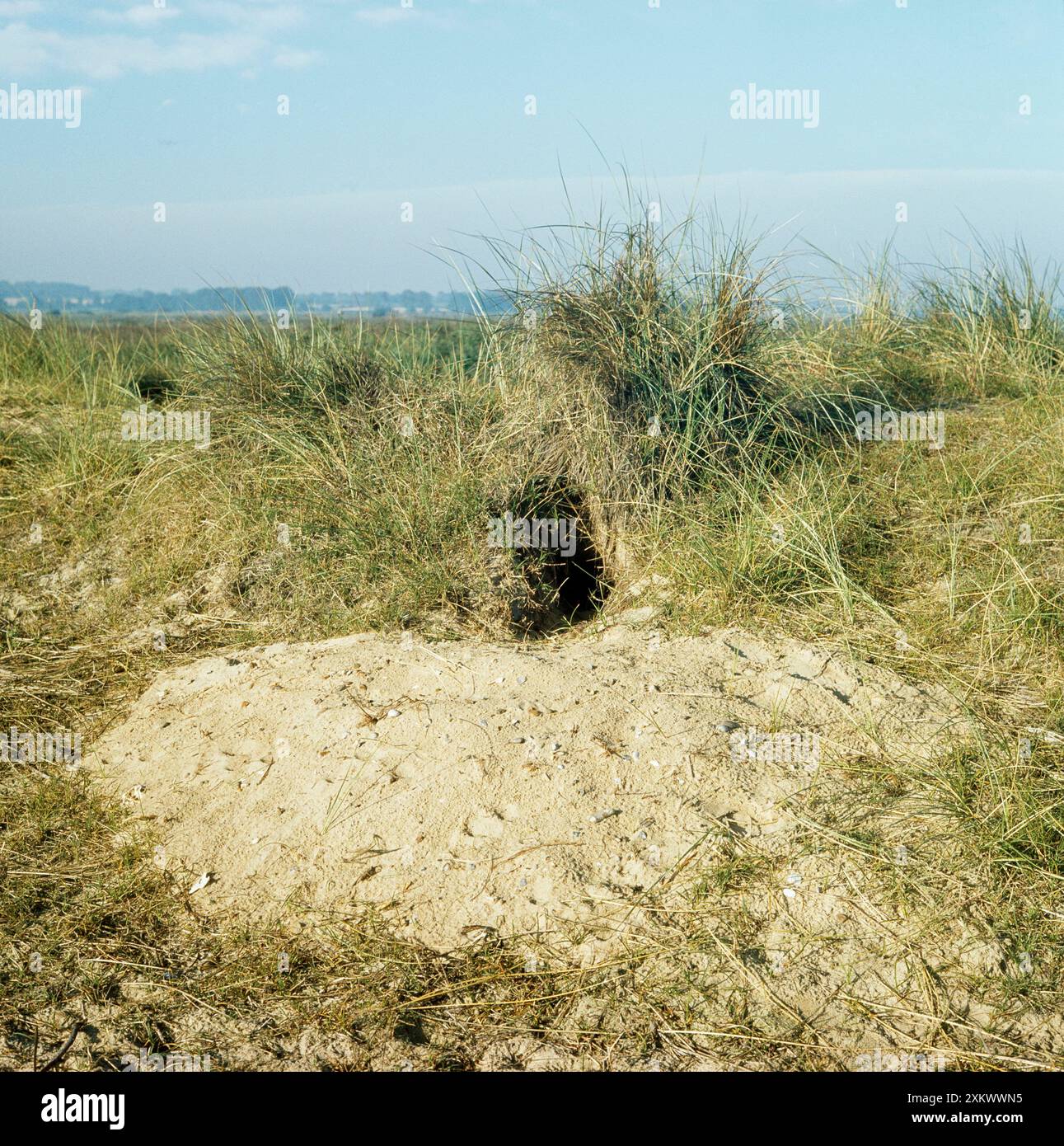 Rabbit burrow in sand dune - showing sand excavated Stock Photo - Alamy