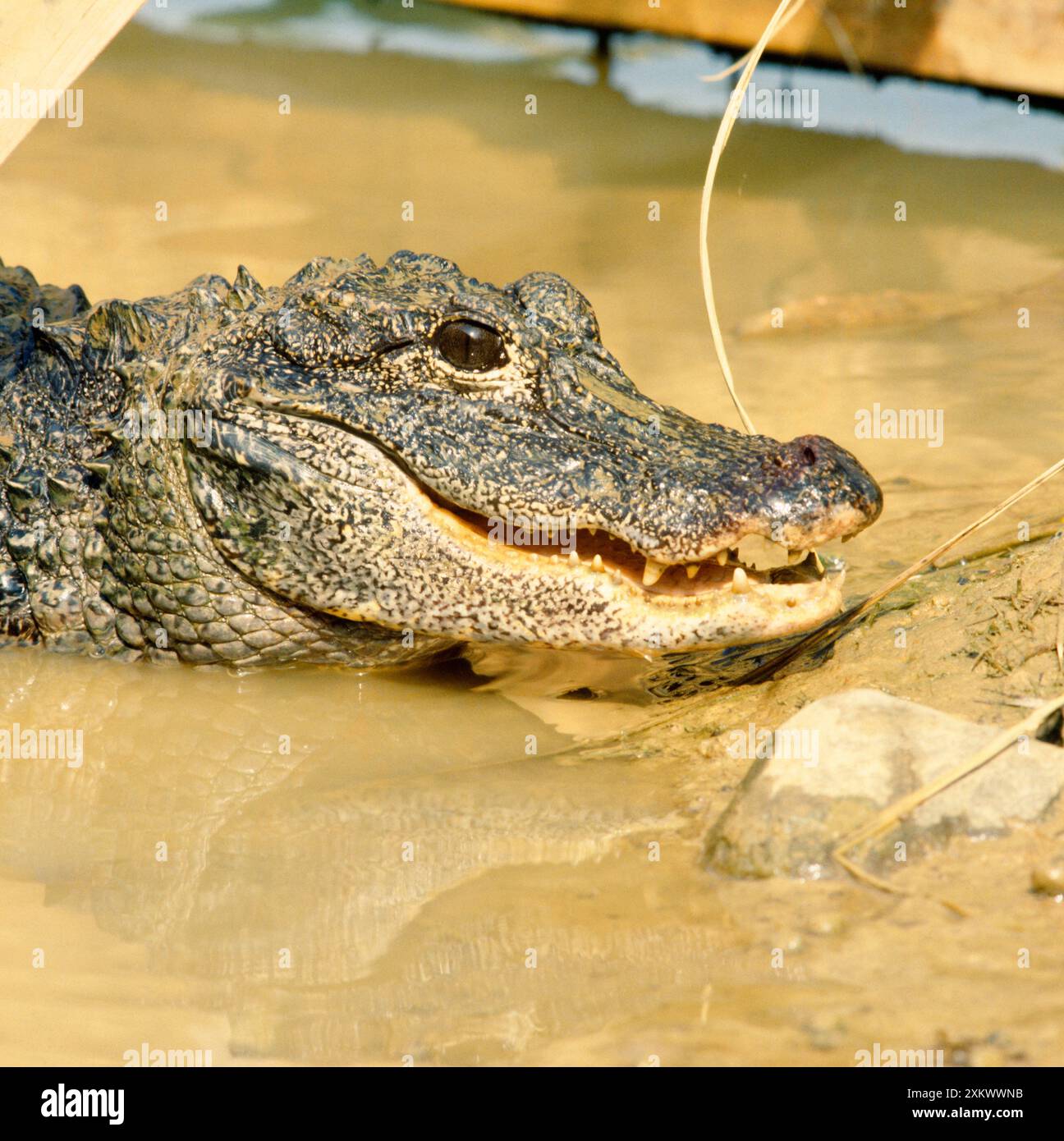 Chinese alligator hi-res stock photography and images - Alamy
