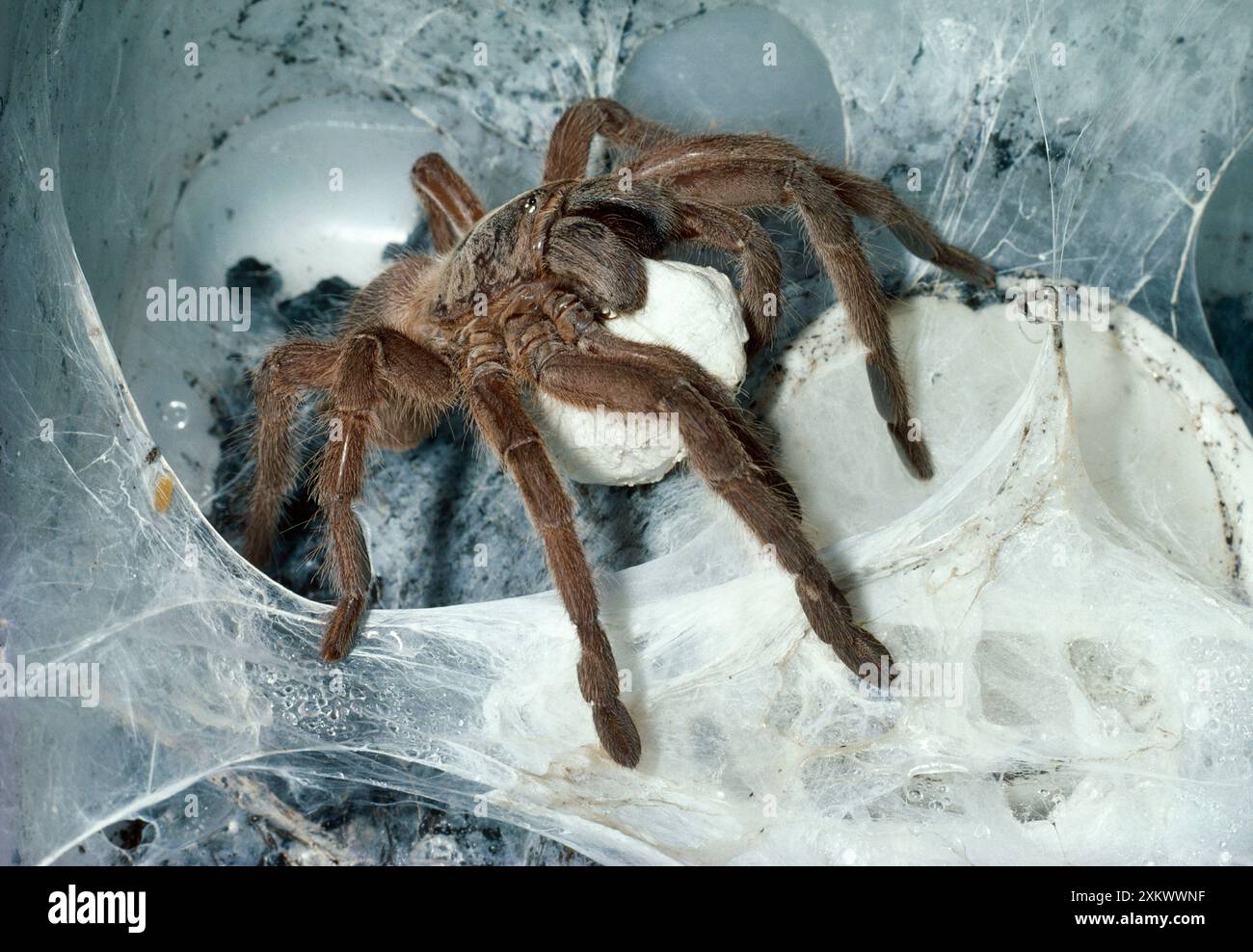 Tarantula nest hi-res stock photography and images - Alamy