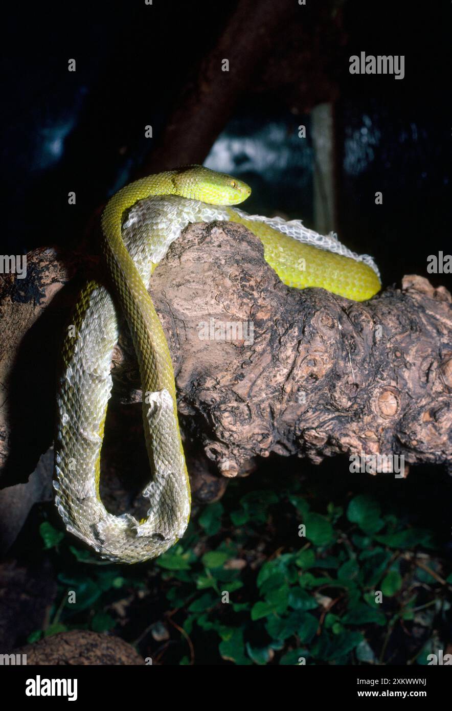 SNAKE - Pope's Pit Viper - shedding skin Stock Photo - Alamy