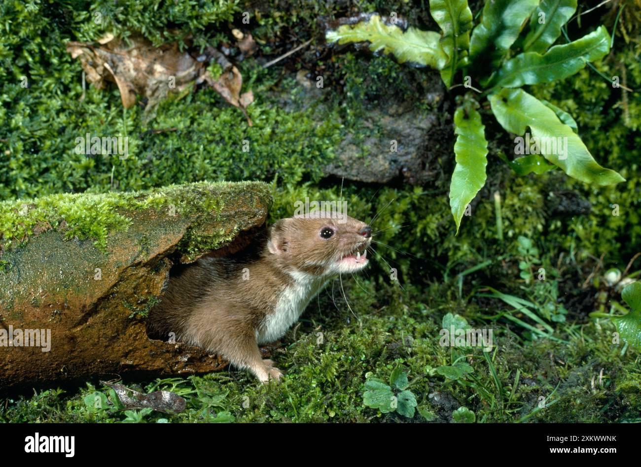 European weasels hi-res stock photography and images - Alamy