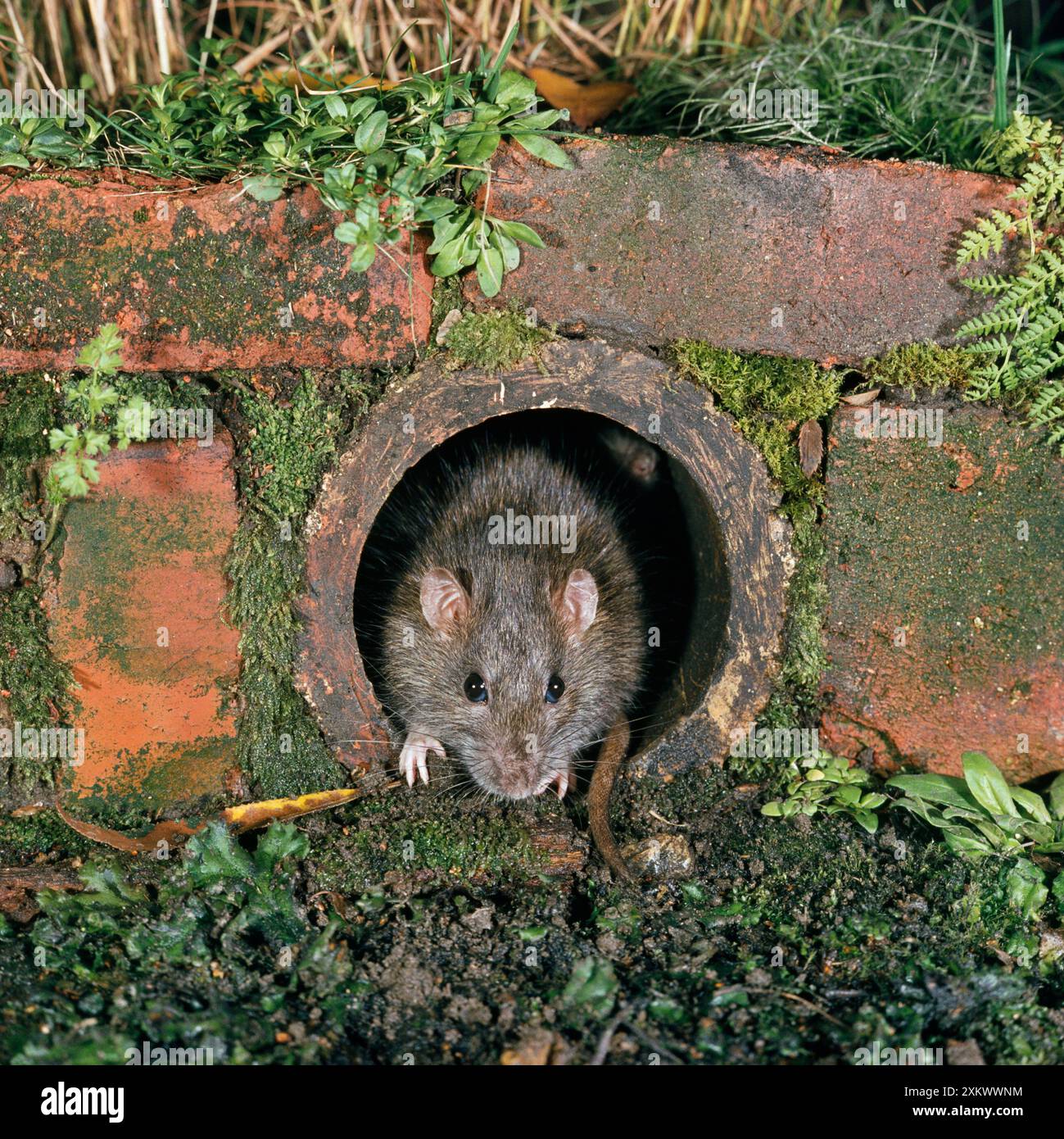 BROWN / COMMON / NORWAY RAT - in drain pipe Stock Photo - Alamy