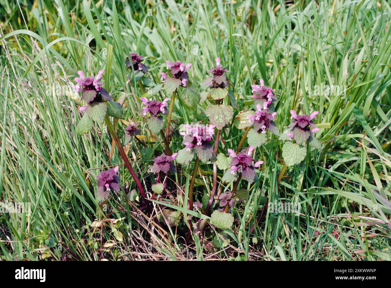 Nettle animals hi-res stock photography and images - Alamy