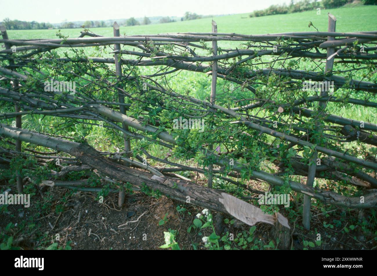 Wildlife hedges hi-res stock photography and images - Alamy