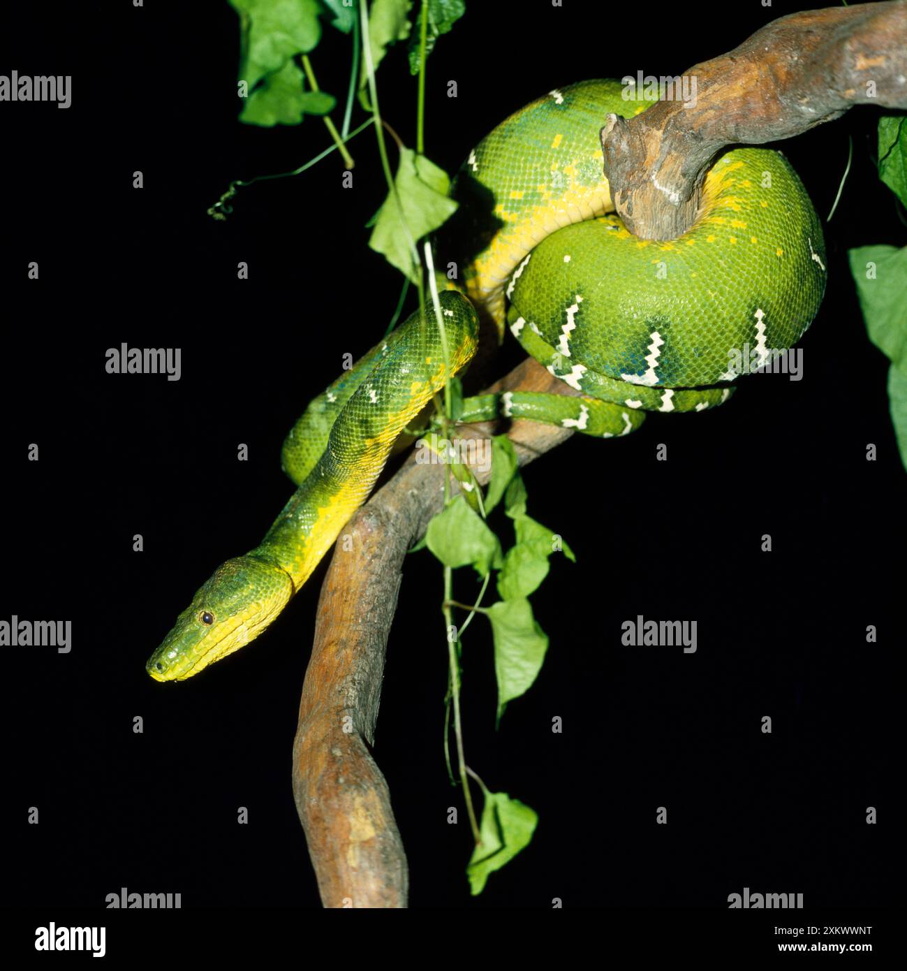 South american tree boa hi-res stock photography and images - Alamy