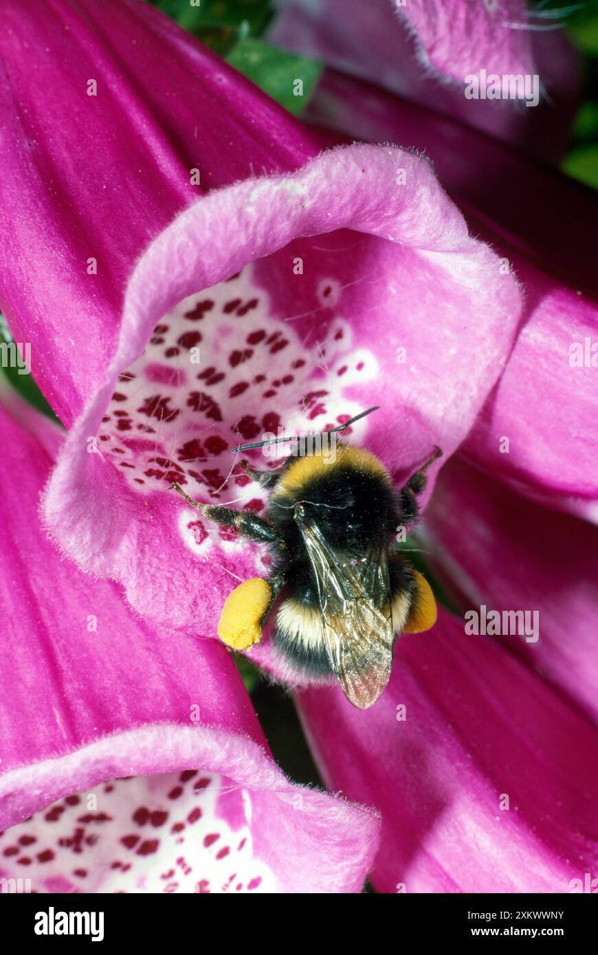 Bumblebee - entering foxglove flower - pollination Stock Photo - Alamy